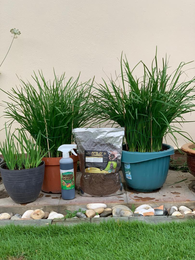 Cara Mengutip Biji Kucai dari Bunga Matang – Perkhidmatan Agro Pintar