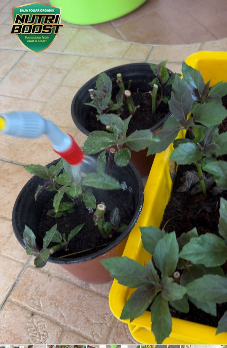 Kelebihan Menggunakan Semburan Kabus untuk Menyiram Anak Benih ...