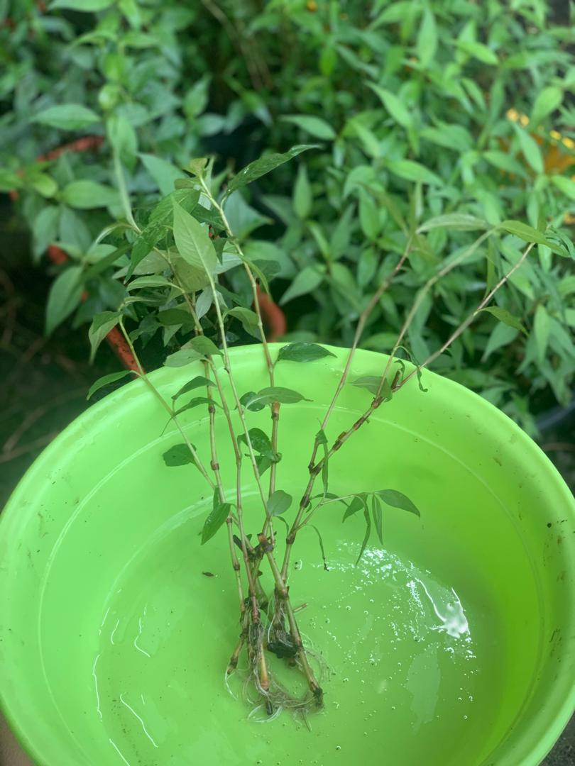 Menanam Daun Kesum: Khasiat dan Panduan Praktis – Perkhidmatan Agro Pintar