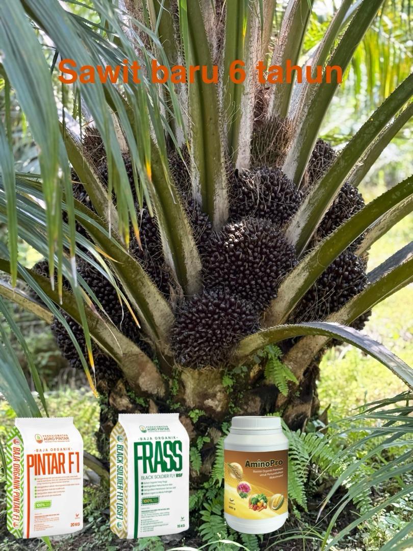 🌴 Mari Kira Berapa Lapisan #Sawit Yang Ada Pada Pokok Sawit Muda ...
